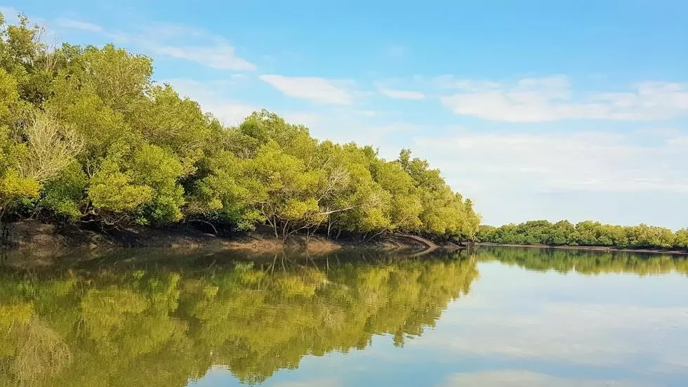 Lisbon's Nova SBE Restores, Conserves Mangrove Forest • 360 Angola