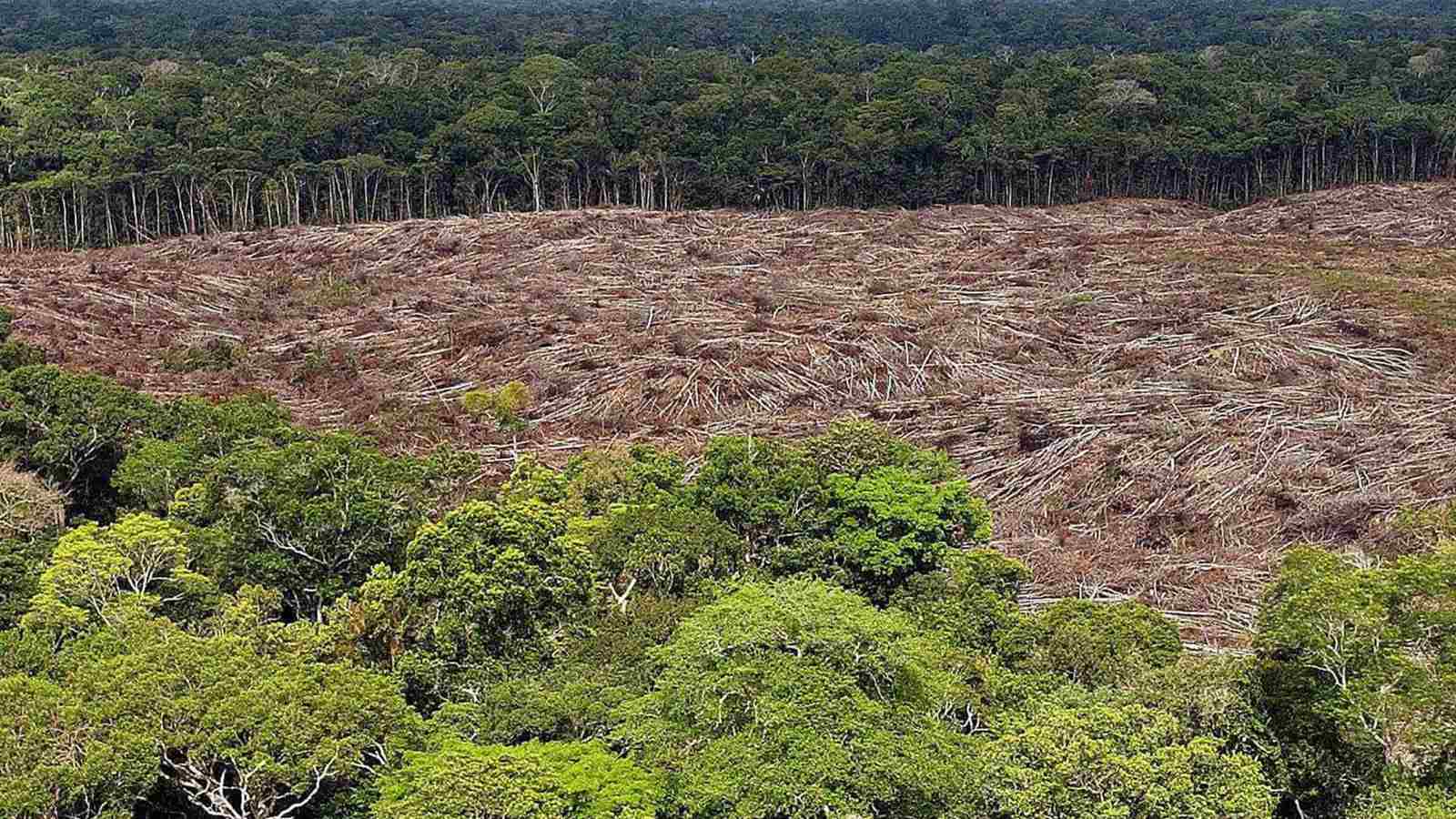 Chinese Banks Charged with Financing Deforestation • 360 Angola