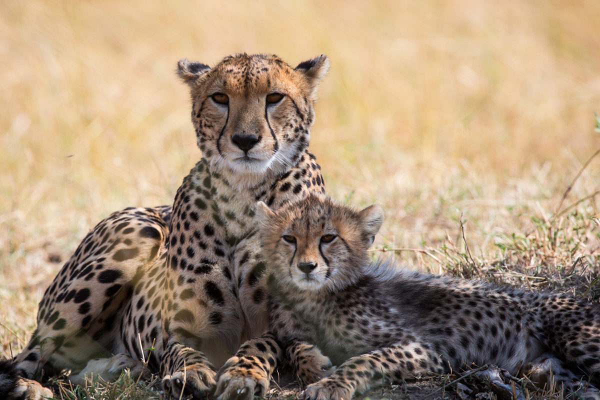 "Pandemic Threatens Decades of Wildlife Conservation Efforts in Africa ...