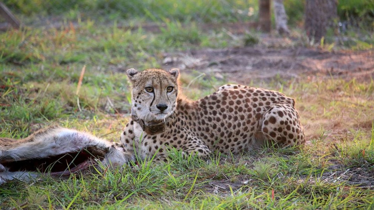 Release of Wild Cheetahs in Mozambique Could be Answer to Conservation ...