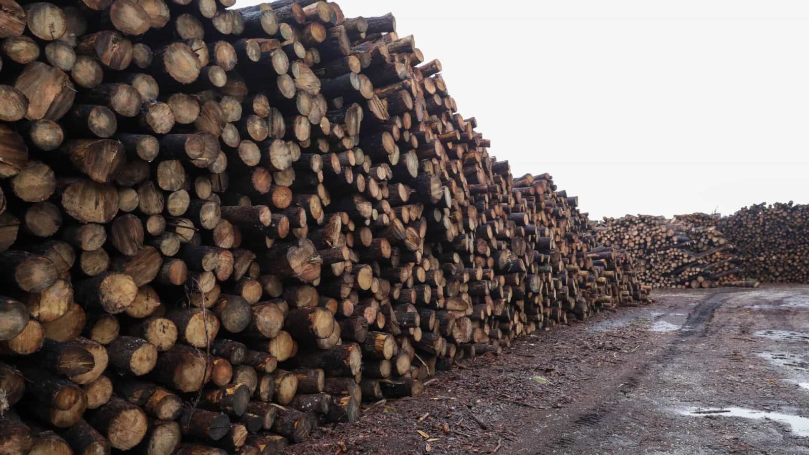 Angola Raises 29 Million Dollars From Timber Exports • 360 Angola