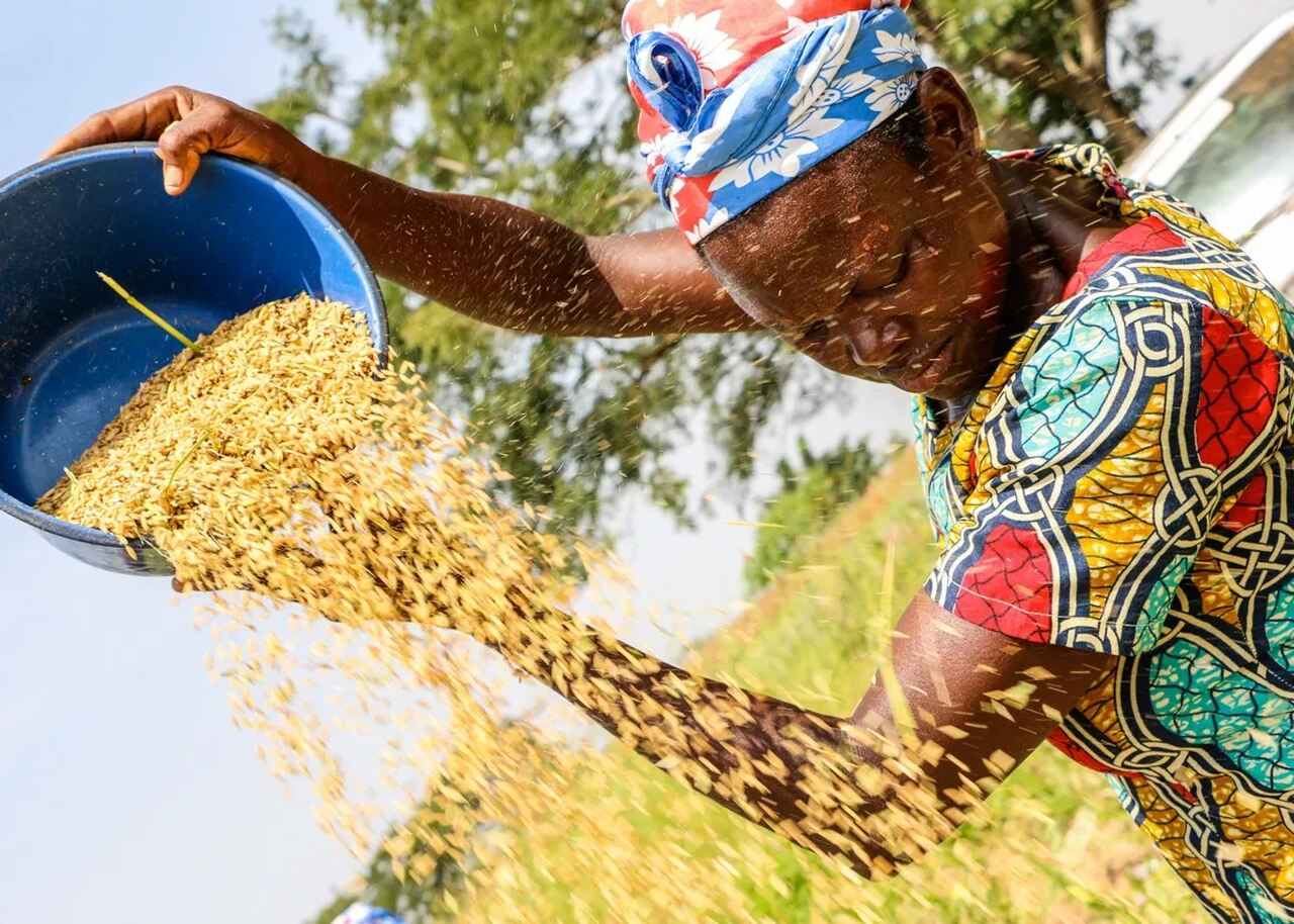 Andulo to Produce Rice on a Large Scale • 360 Angola