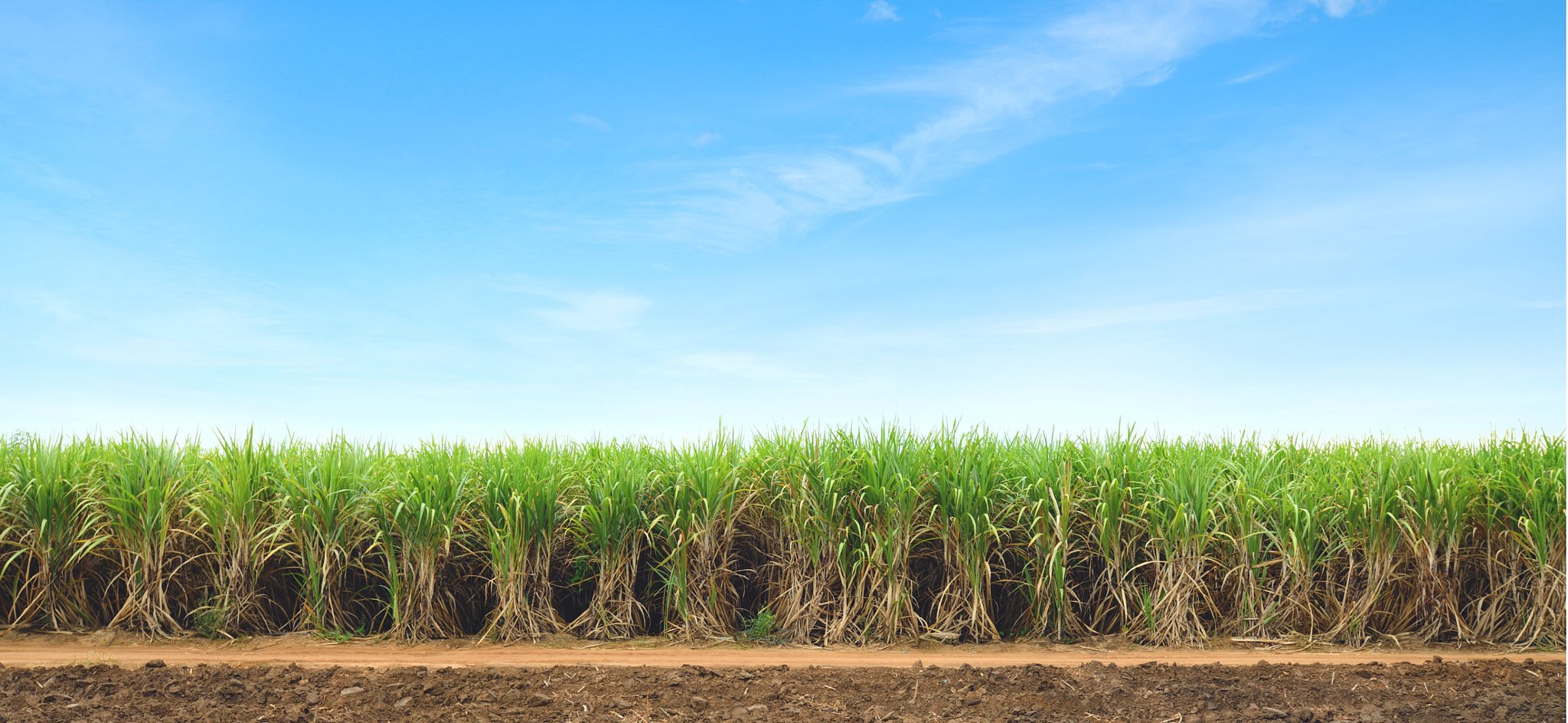 Modern Business Group Plans to Invest 400 Million Dollars in Sugar ...