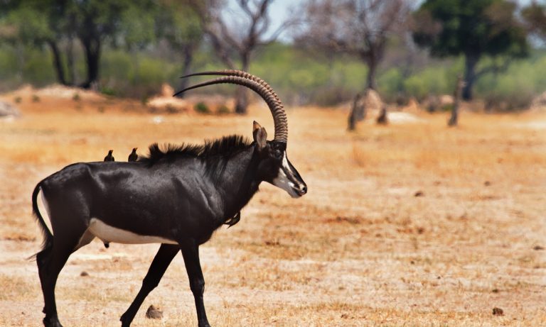 Poaching Threatens the Existence of the Giant Sable Antelope in Angola ...