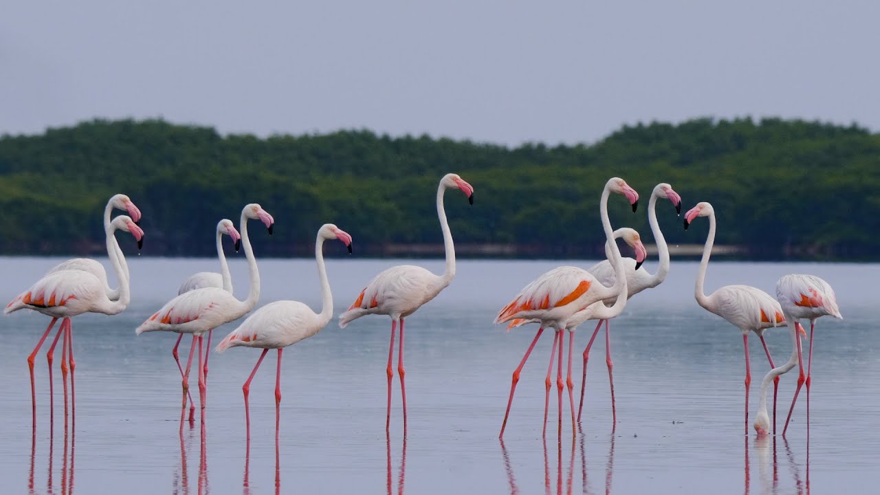 Otchiva Advocates for Specific Legislation to Protect Mangroves in ...