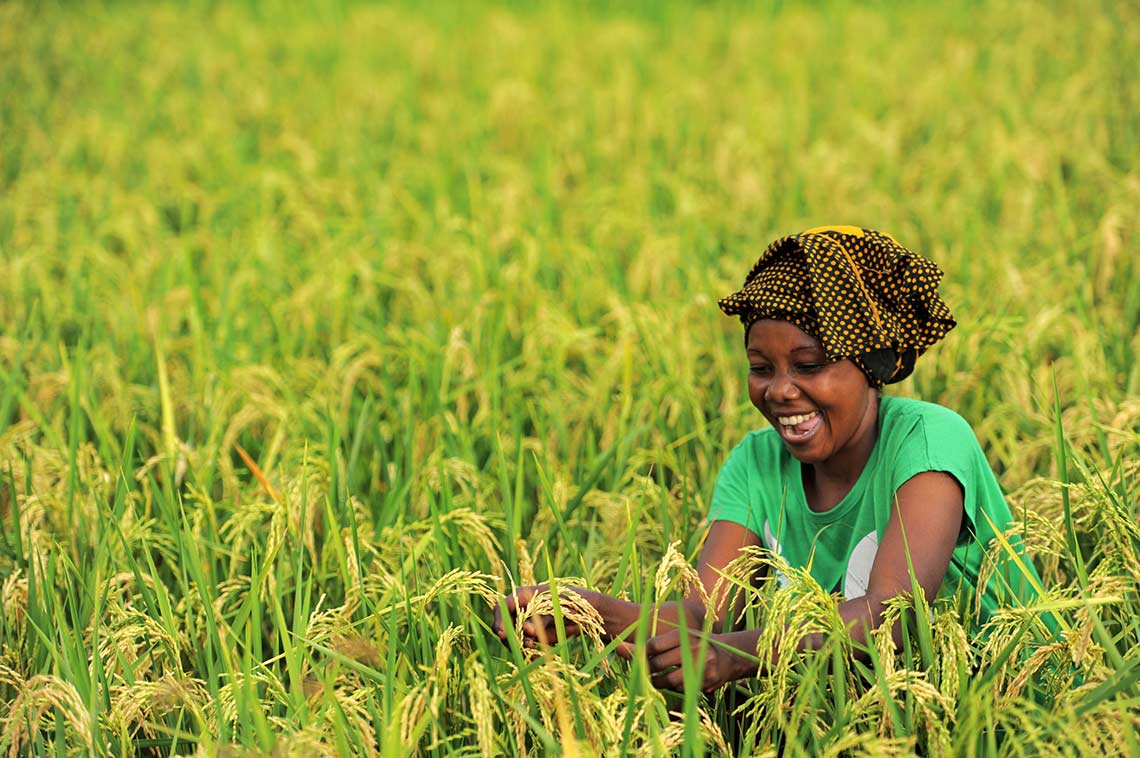 Chinese Entrepreneur Invests $20M in Angola Rice Cultivation Project ...
