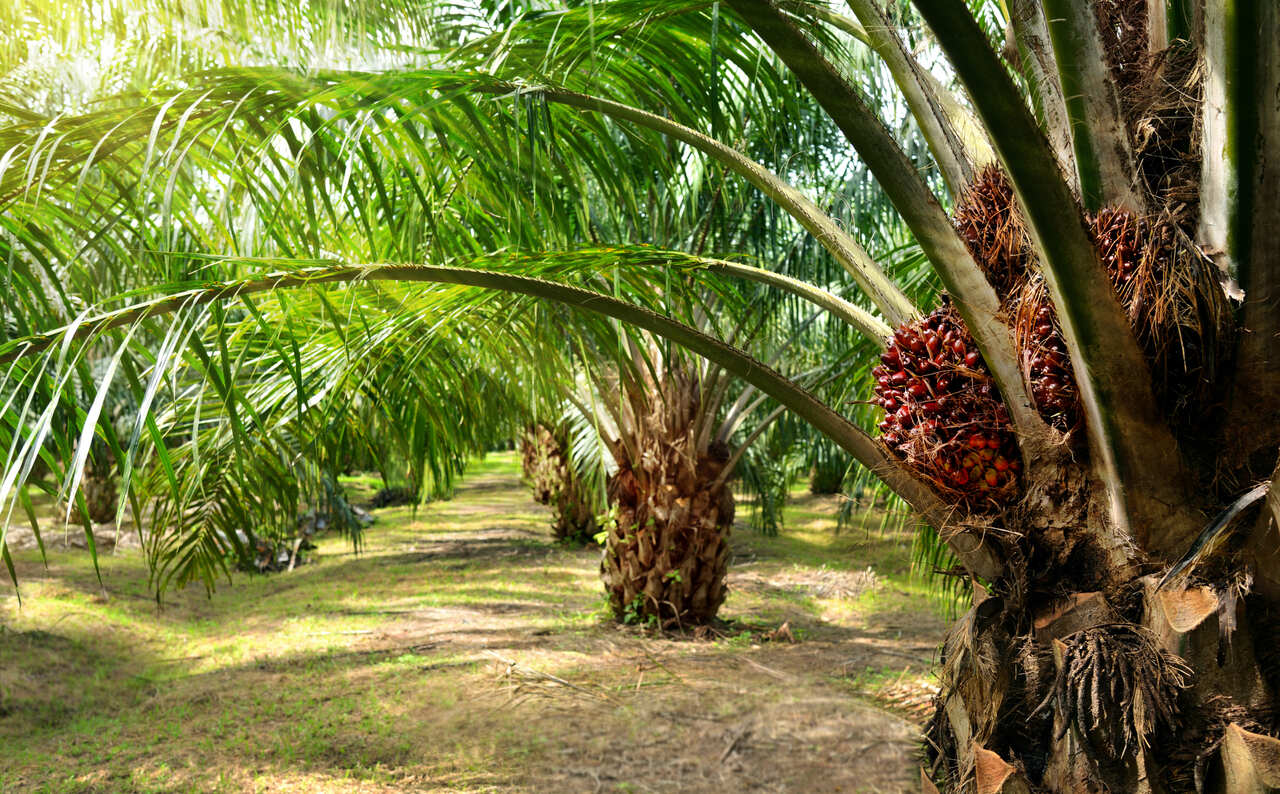 Kwanza Norte Refinery Processes 500 Tons of Palm Oil per Day • 360 Angola