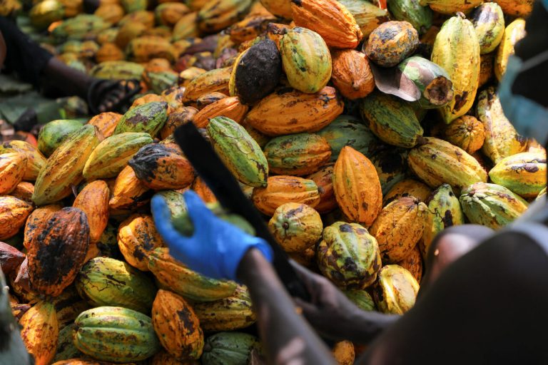 Cocoa Prices Plunge 65% in Just Two Years • 360 Angola