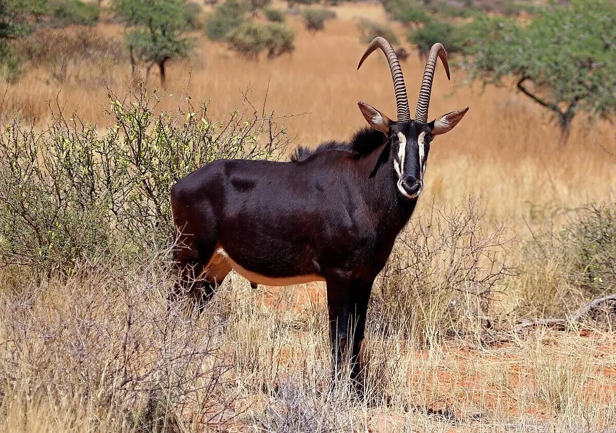 Giant Sable Antelope Remains Critically Endangered • 360 Angola